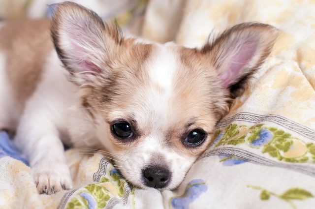 Hypoglycemia Low Blood Sugar In Dogs Causes Symptoms Treatment 
