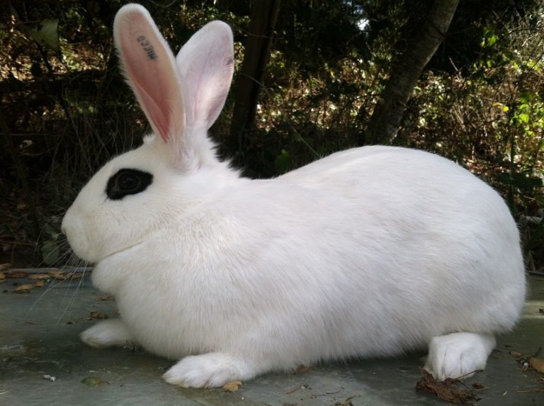 Dwarf Hotot Rabbit: Facts, Personality, Care Sheet & Pictures