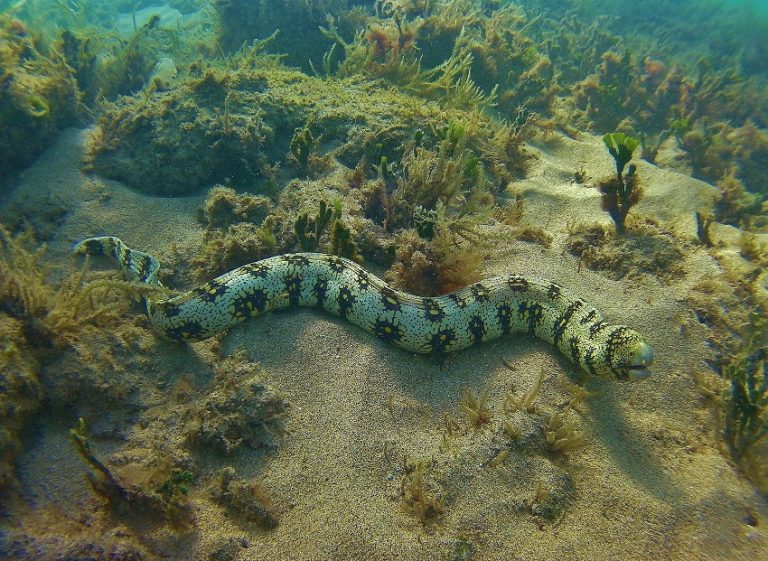Snowflake Eel Facts, Care Sheet, Compatibility, Pictures
