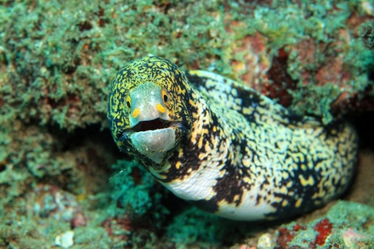 Snowflake Eel Facts, Care Sheet, Compatibility, Pictures