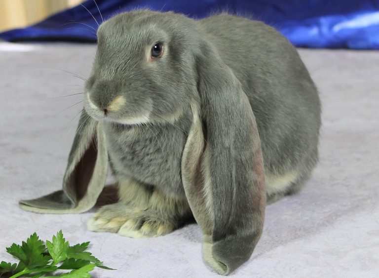 English Lop Rabbit Facts Temperament And Care With Pictures