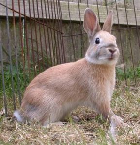 Britannia Petite Rabbit: Facts, Temperament, and Pictures