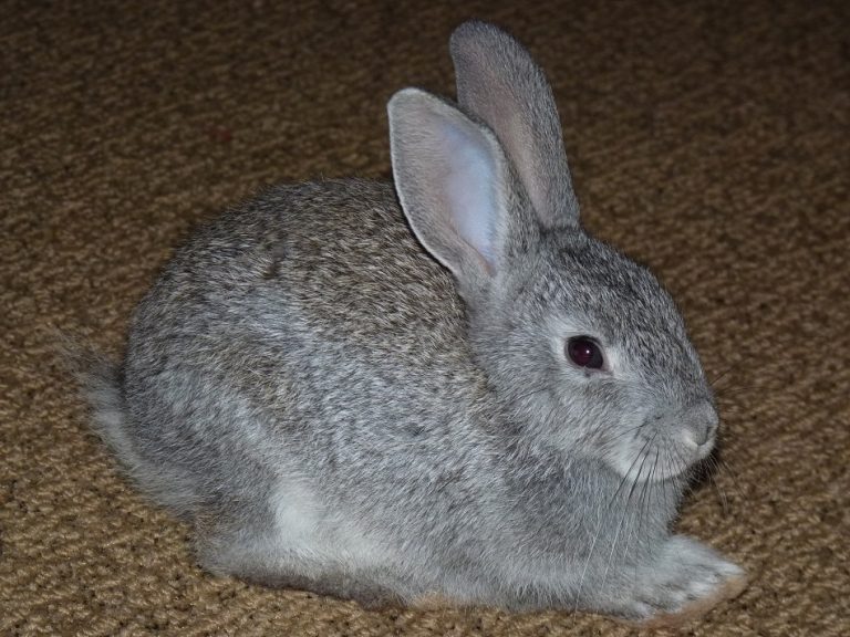 Britannia Petite Rabbit: Facts, Temperament, and Pictures