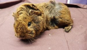 Peruvian Guinea Pig: Facts, Personality, Care, with Pictures
