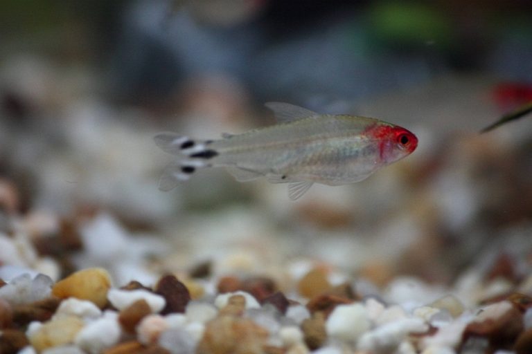 Rummy Nose Tetra Fish: Info with Care Details and Pictures