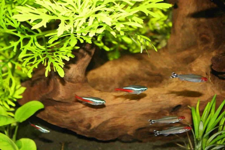 Rummy Nose Tetra Fish: Info with Care Details and Pictures