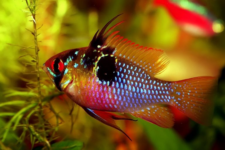 Ram Cichlid: Info with Care Details and Pictures