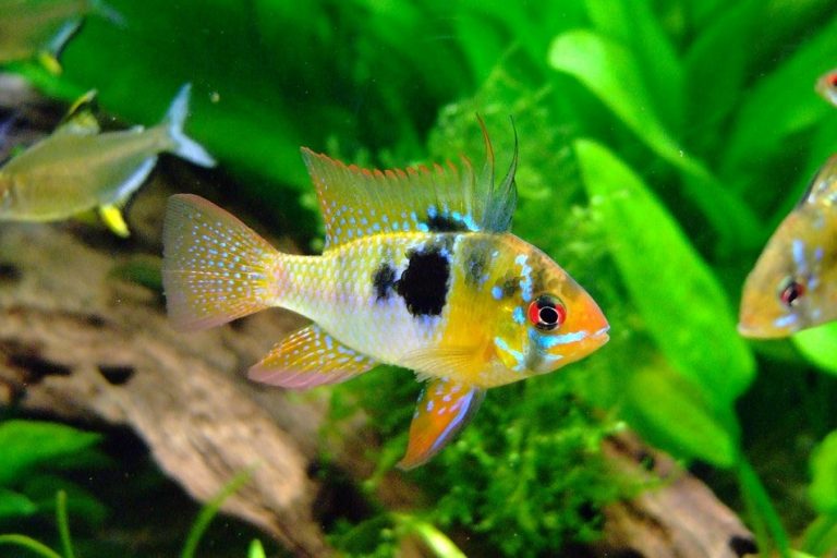 Ram Cichlid: Info with Care Details and Pictures
