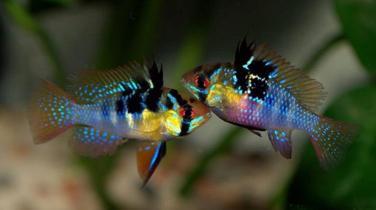 Ram Cichlid: Info with Care Details and Pictures