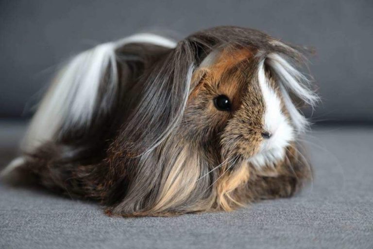 Sheba Guinea Pig: Facts, Personality, Care, Pictures