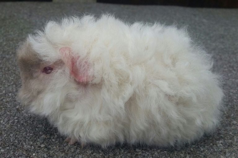 Alpaca Guinea Pig: Facts, Personality, Care, with Pictures