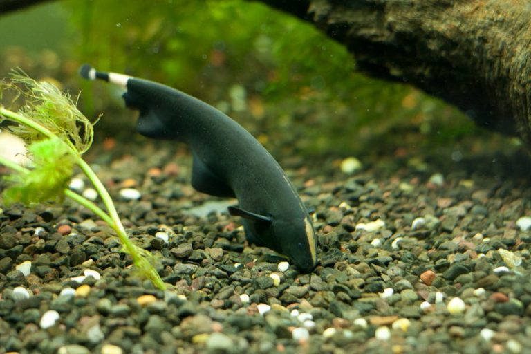 Black Ghost Knifefish: Info with Care Details and Pictures