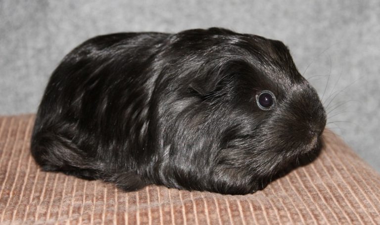 Sheltie Guinea Pig: Facts, Personality, Care, with Pictures