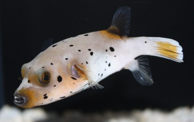 Dog Face Puffer (Blackspotted puffer): Info with Care Details and Pictures