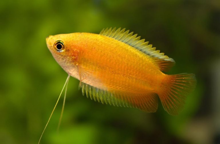 Honey Gourami: Info with Care Details and Pictures
