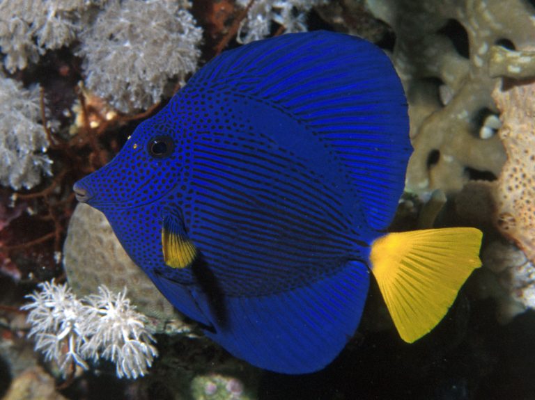 Purple Tang: Info with Care Details and Pictures