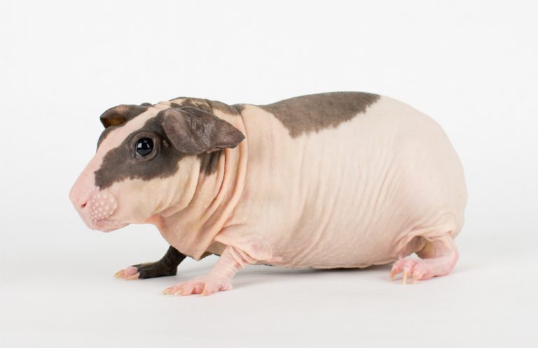Skinny Guinea Pig: Facts, Personality, Care, with Pictures