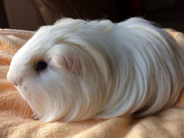 Texel Guinea Pig: Facts, Grooming, Cost, with Pictures