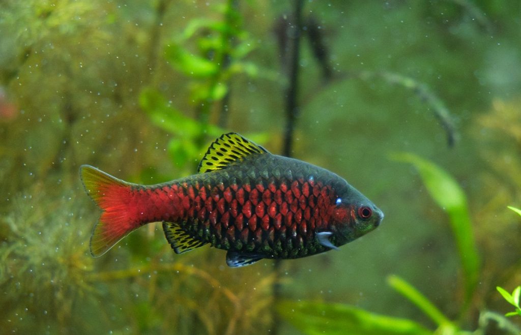 Odessa Barb: Info with Care Details and Pictures