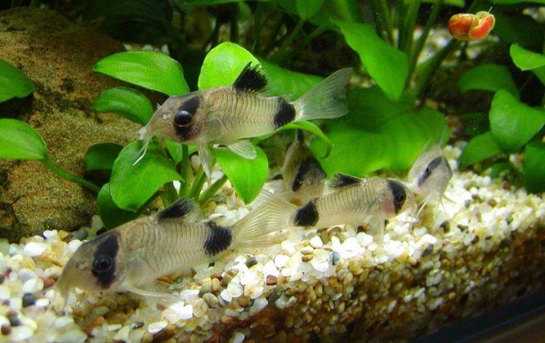 Panda Cory (Panda Cory Catfish): Info with Care Details and Pictures