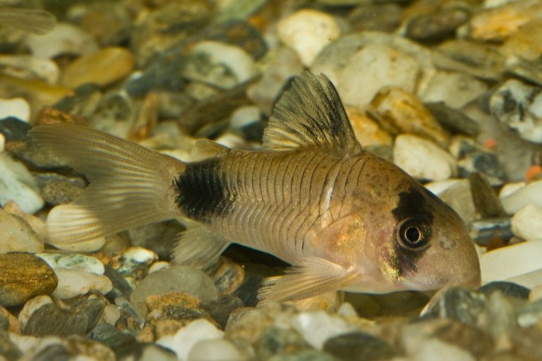 Panda Cory (Panda Cory Catfish): Info with Care Details and Pictures