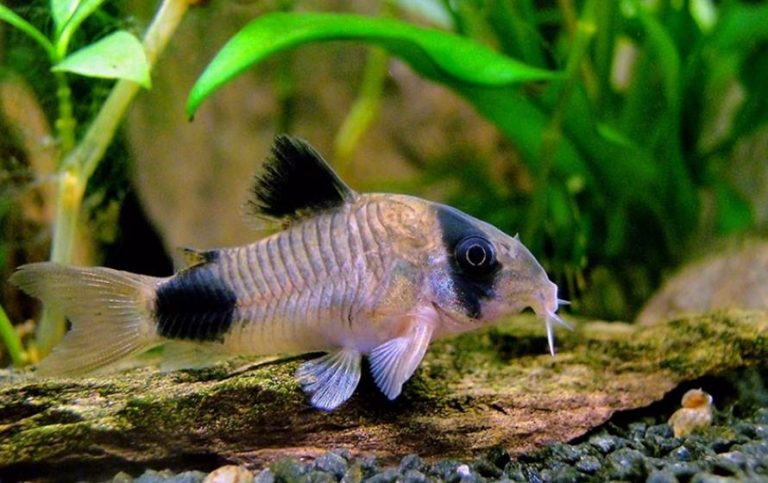 Panda Cory (Panda Cory Catfish): Info with Care Details and Pictures