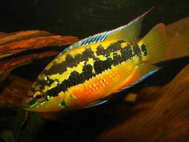 Salvini Cichlid: Info with Care Details and Pictures