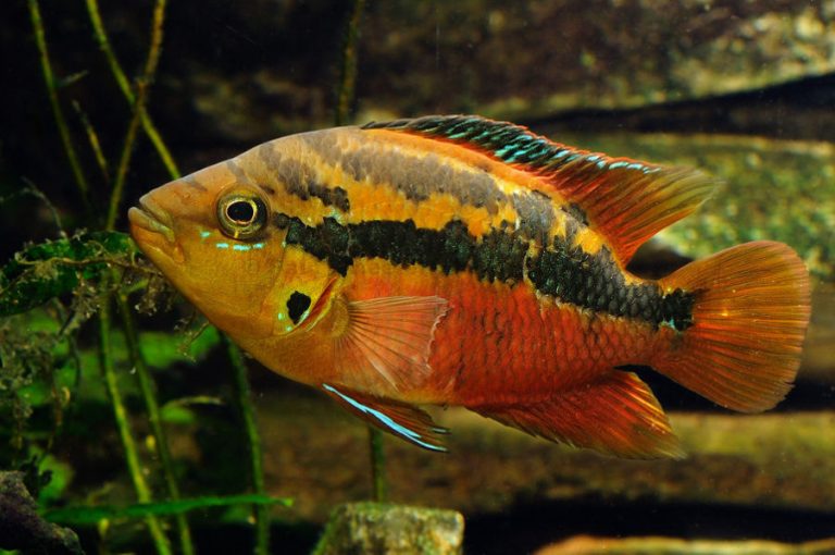 Salvini Cichlid: Info with Care Details and Pictures