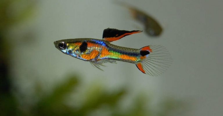 Endler’s Guppy (Endler’s Livebearer): Info with Care Details and Pictures