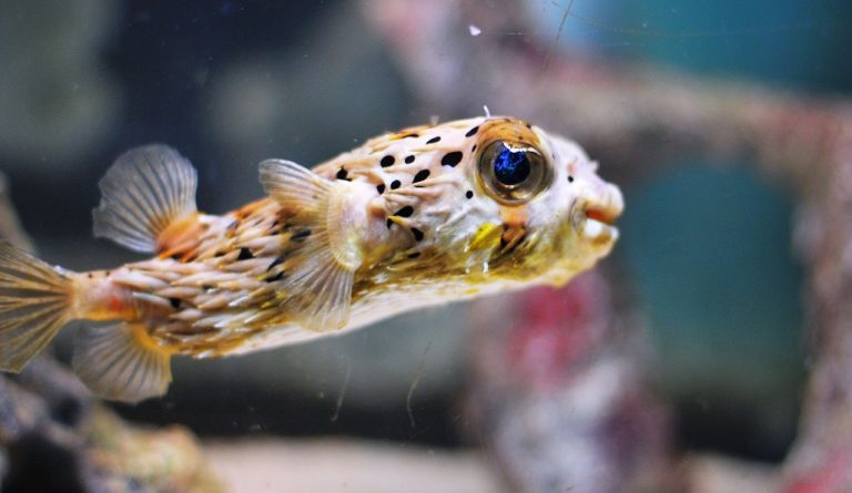 Porcupine Puffer Fish : Info with Care Details and Pictures