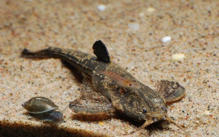 Banjo Catfish : Info with Care Details and Pictures