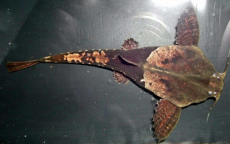 Banjo Catfish : Info with Care Details and Pictures