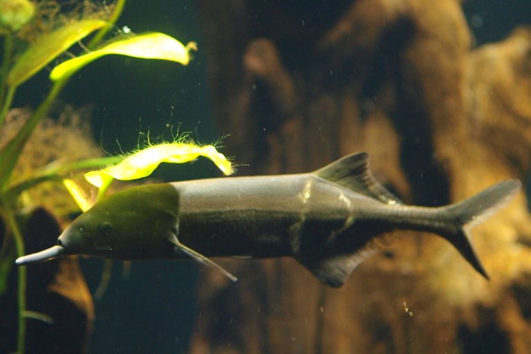 Elephant Nose Fish: Info with Care Details and Pictures