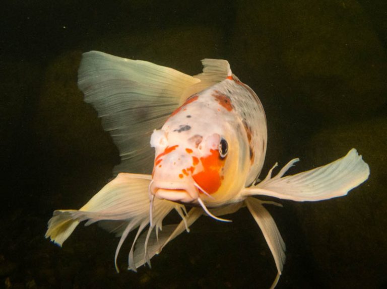 Butterfly Koi: Info with Care Details and Pictures