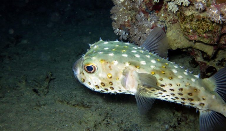 Porcupine Puffer Fish : Info with Care Details and Pictures