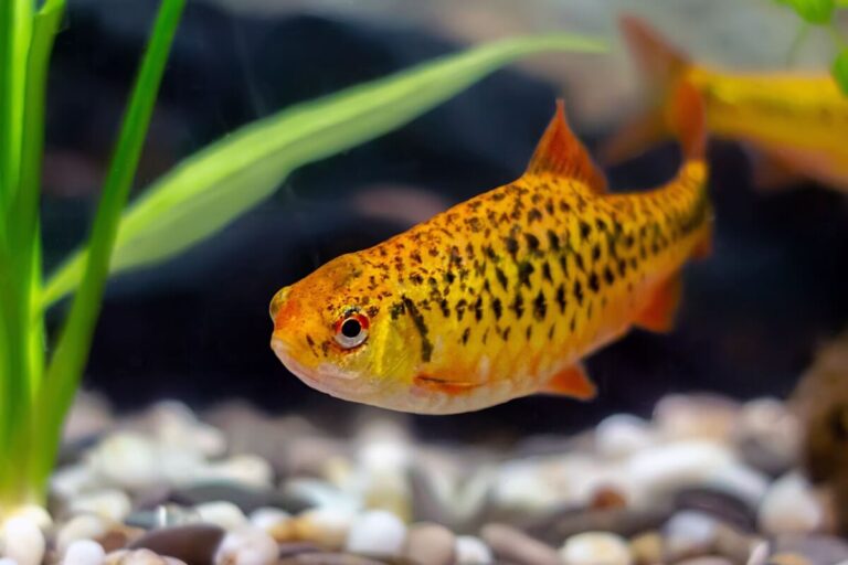 Gold Barb: Info with Care Details and Pictures