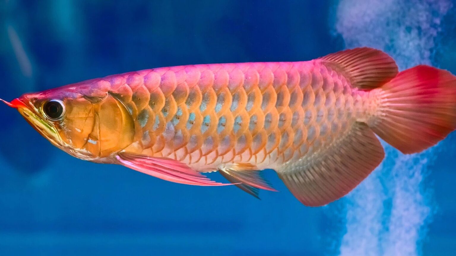 List of Exotic Freshwater Fish for Your Aquarium With Pictures