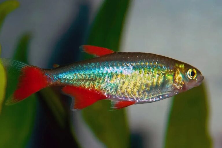 List of Types of Tetras for Your Aquarium With Pictures
