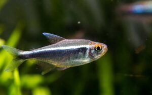 List of Types of Tetras for Your Aquarium With Pictures