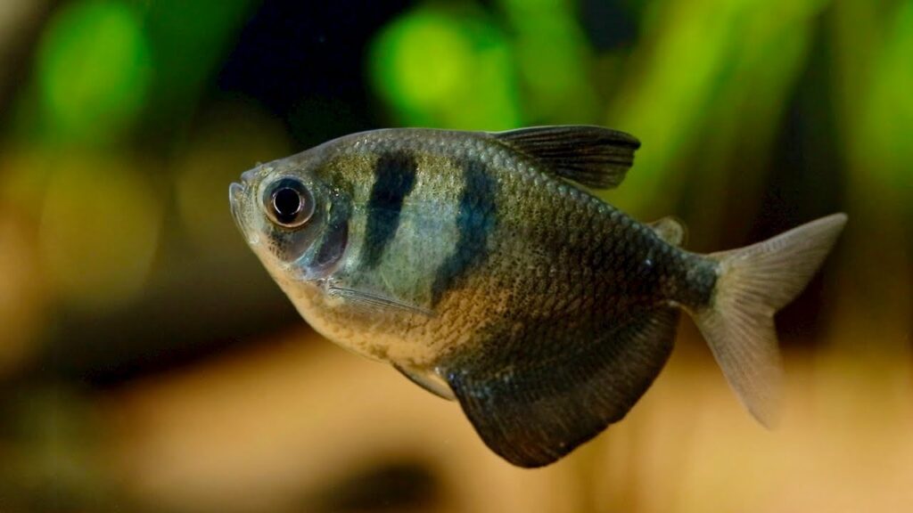 List of Types of Tetras for Your Aquarium With Pictures