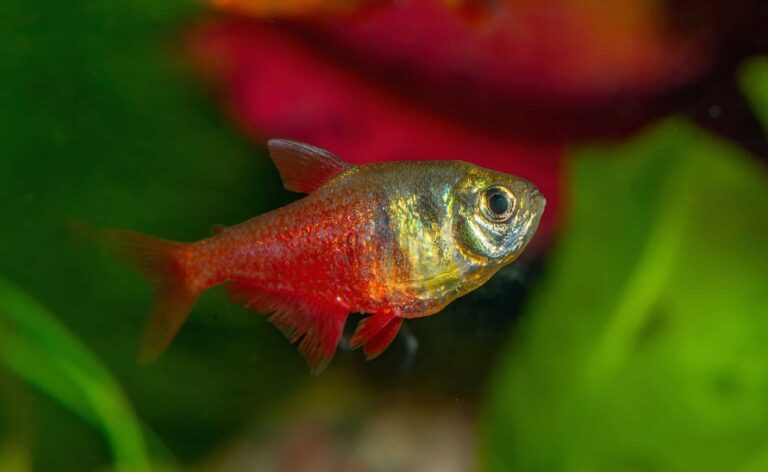 List of Types of Tetras for Your Aquarium With Pictures