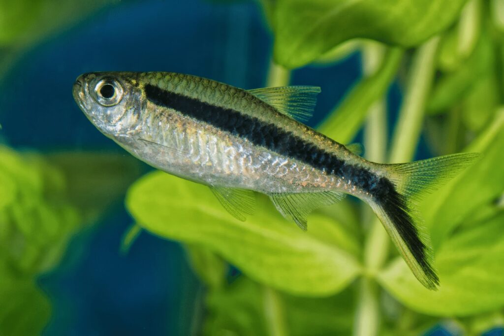 List of Types of Tetras for Your Aquarium With Pictures