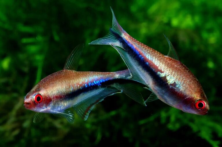 List of Types of Tetras for Your Aquarium With Pictures
