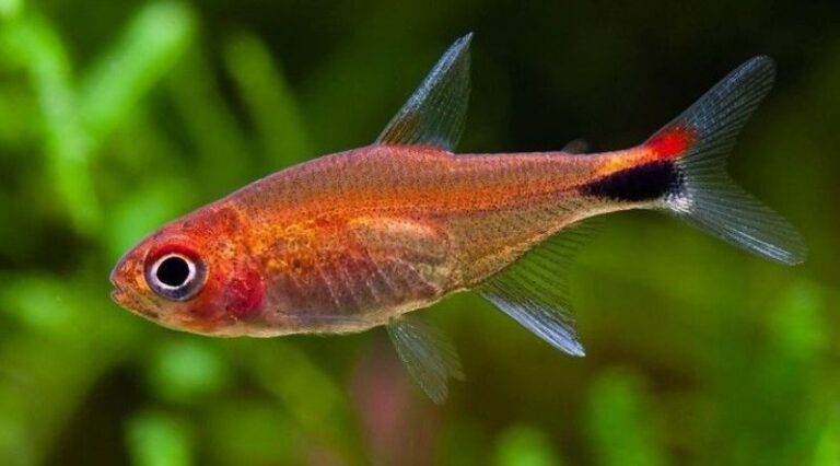 List of Types of Tetras for Your Aquarium With Pictures